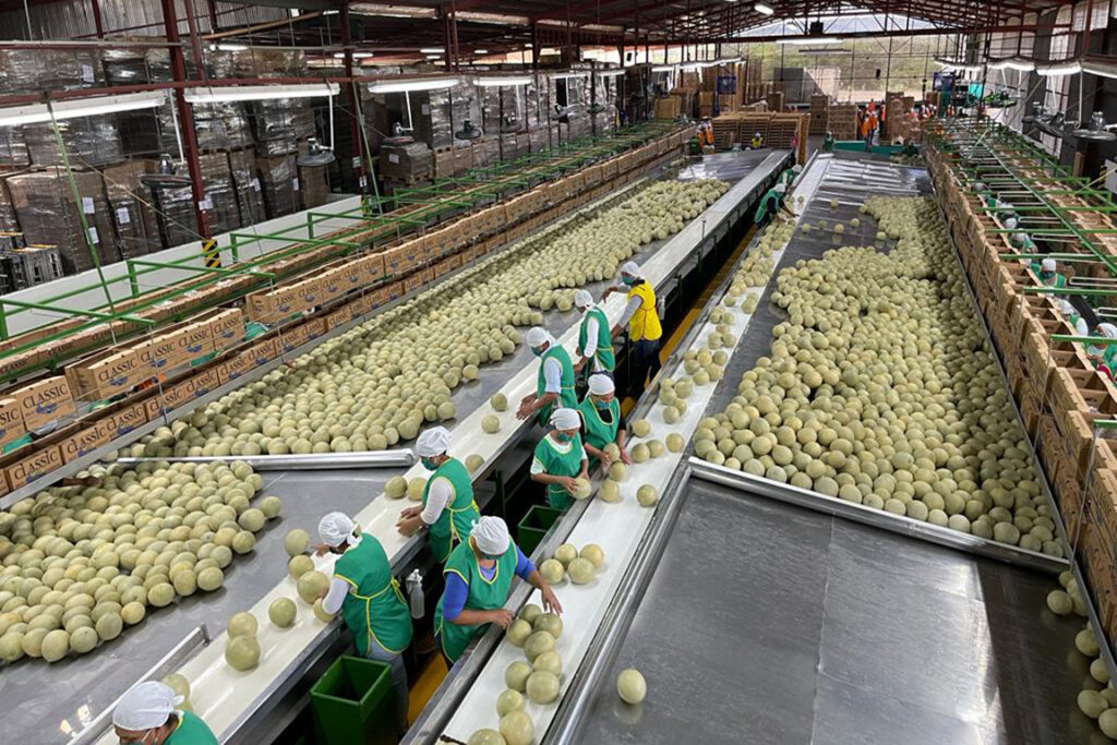 Our Team - Classic Fruit Company