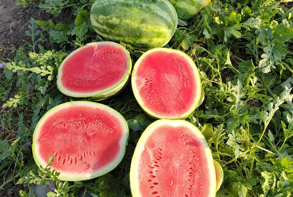 Our Melons - Classic Fruit Company