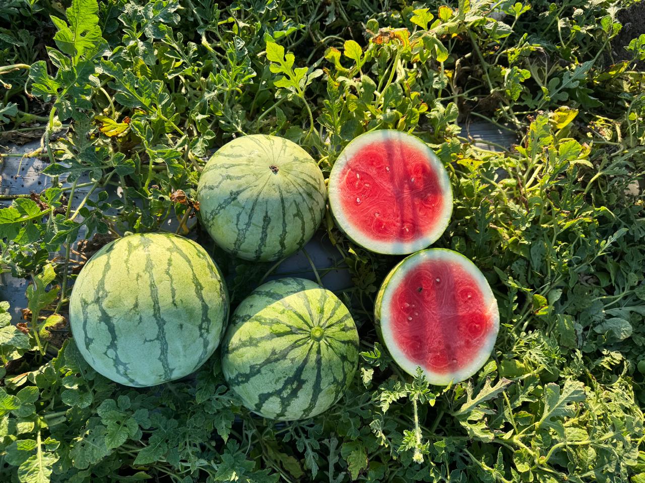 Our Melons - Classic Fruit Company